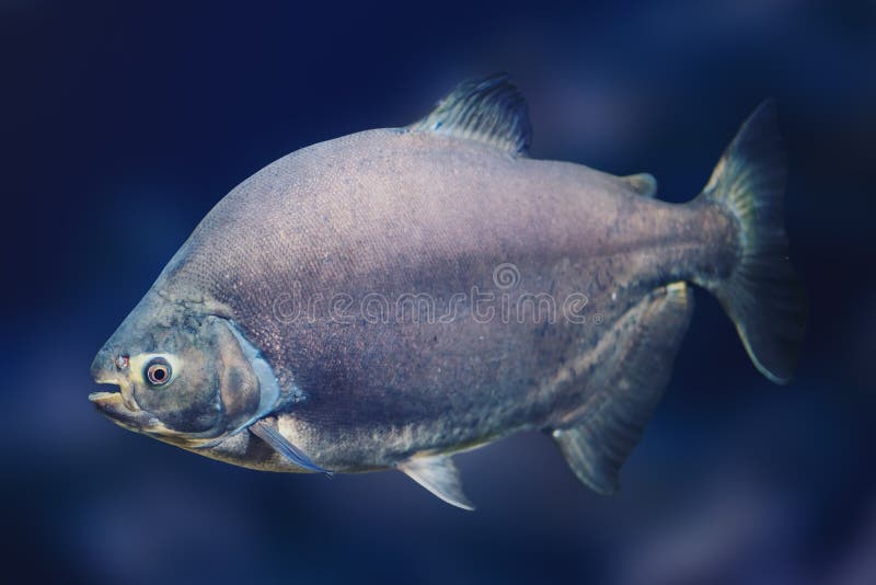 Tambaqui - Freshwater fish stock image. Image of colossoma - 310168883