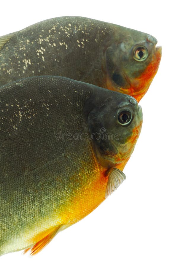 Tambaqui Pacu Fish. Live, Peru. Stock Image - Image of graphic, animal ...