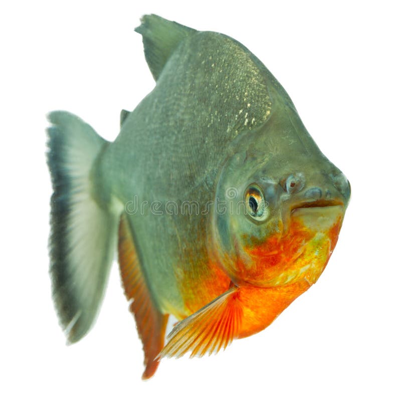 Tambaqui fish stock photo. Image of swimming, underwater - 17407602