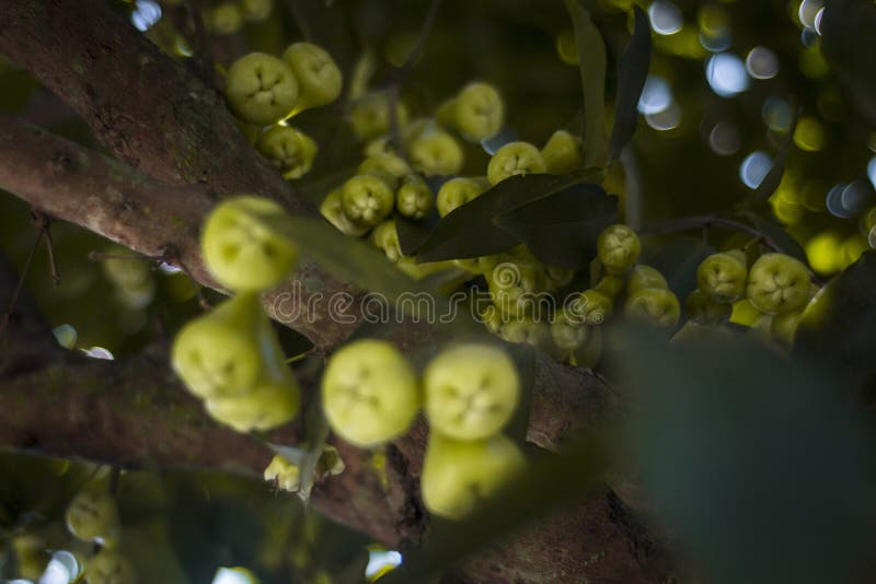 Green Macopa Stock Photos - Free & Royalty-Free Stock Photos from ...