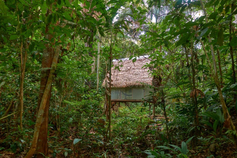 Tambo in Peruvian Rainforest Stock Image - Image of vegetation, jungle ...