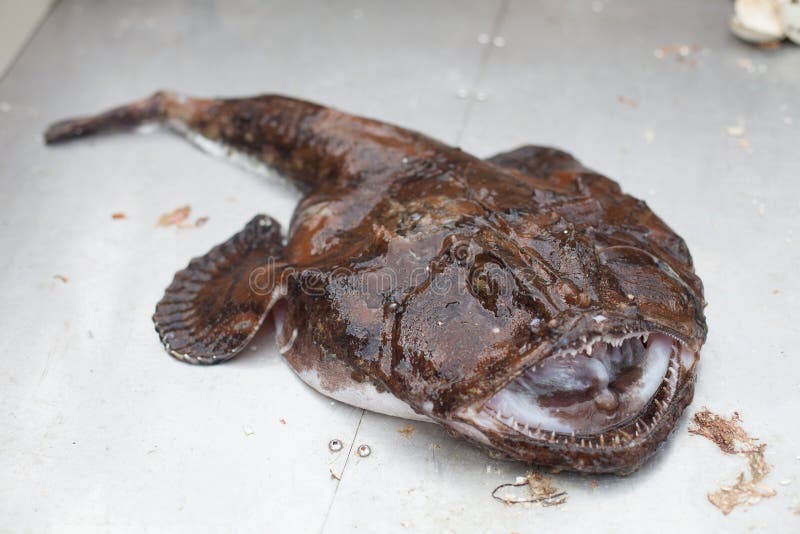 Tamboril Branco Com Uma Boca Aberta E Uns Dentes ásperos - Close-up ...