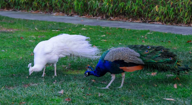 A Tame Albino Peacock and a Normal Peacock Stroll through the Grass in ...