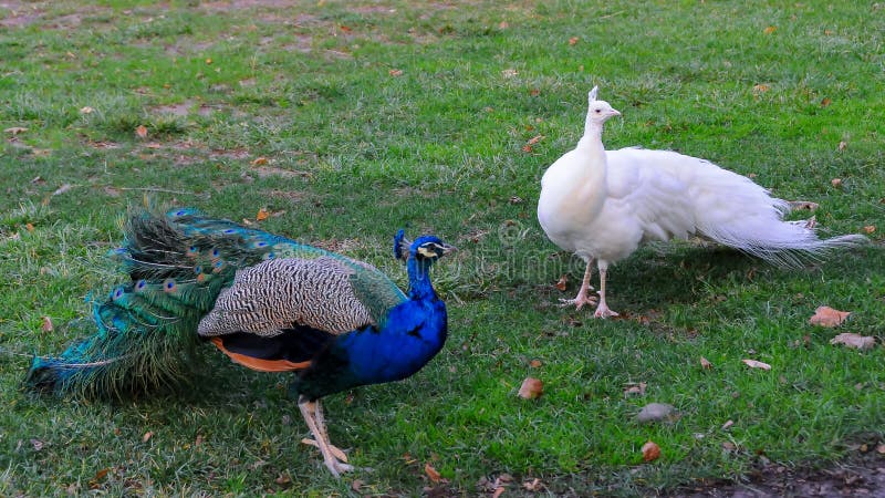 A Tame Albino Peacock and a Normal Peacock Stroll through the Grass in ...