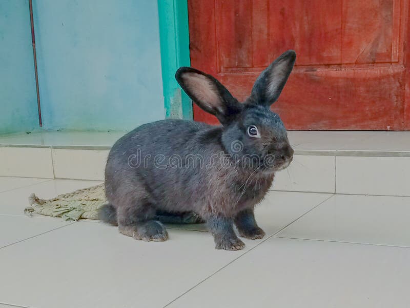 A tame black rabbit stock image. Image of animal, rabbit - 245011367