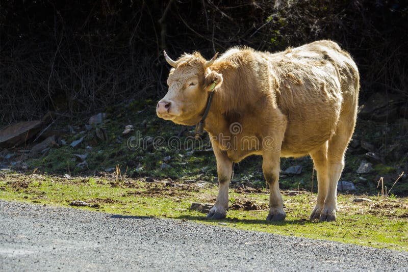 Tame Bull 1 Stock Photos - Free & Royalty-Free Stock Photos from Dreamstime