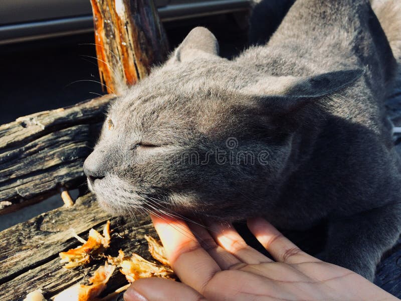 Tame cat stock image. Image of care, tame, adorable - 132734881