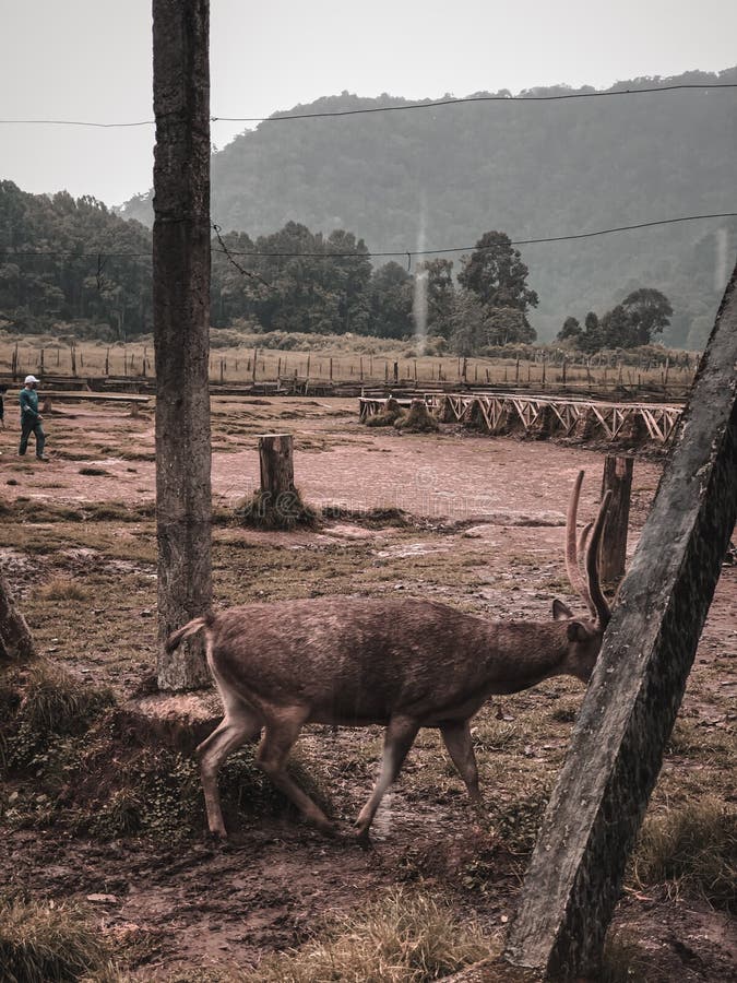 Tame Deer stock photo. Image of deer, jungle, tame, animal - 225510008