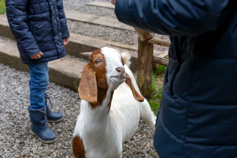Tame goat and people stock image. Image of cute, happy - 262862105