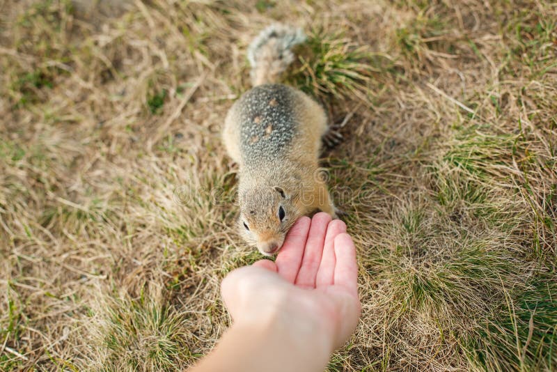 Tame Gopher in Grass Eats with Hand, Closeup Stock Photo - Image of ...