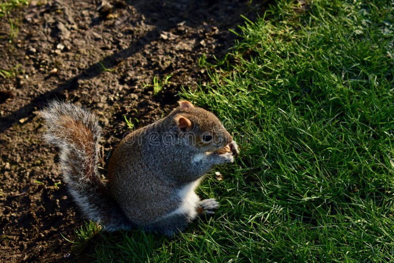 Squirrel Foraging in a Backyard Stock Image - Image of bright, clear ...