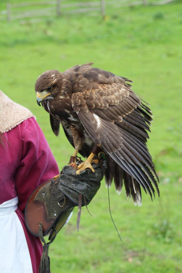 Harris Hawk editorial stock image. Image of hawk, predator - 127565644