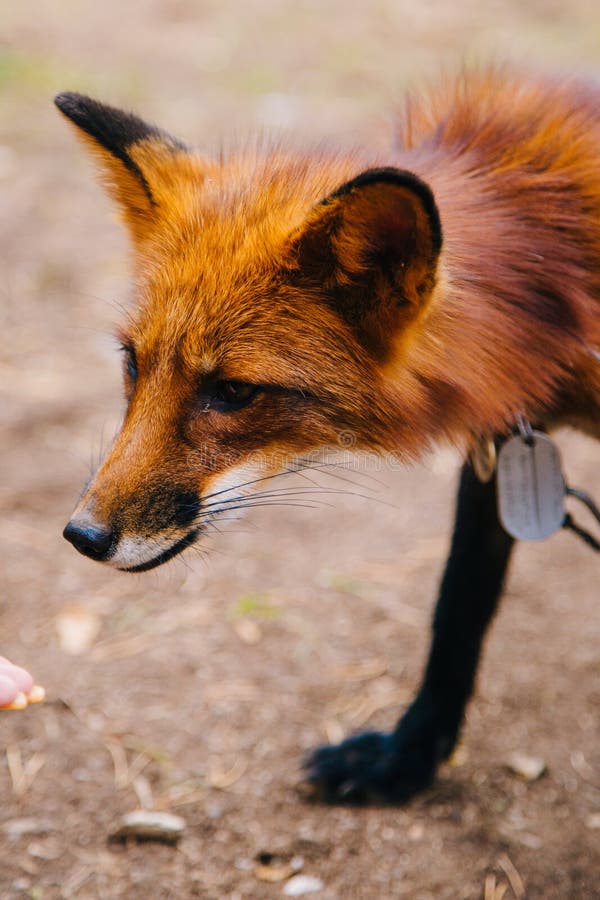 Tame, Red Fox Eats from His Hands Stock Photo - Image of animal, food ...