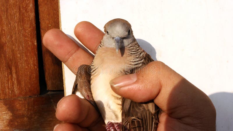 A tame turtle dove stock image. Image of happiness, bird - 340241167