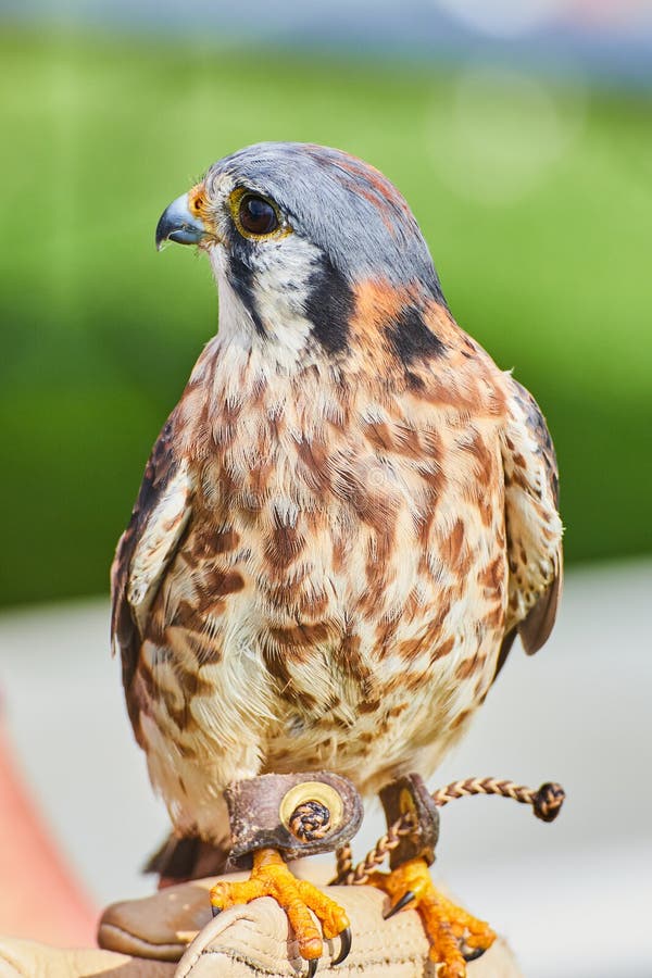 Tamed American Kestrel Raptor on Leather Glove of Trainer Stock Image ...