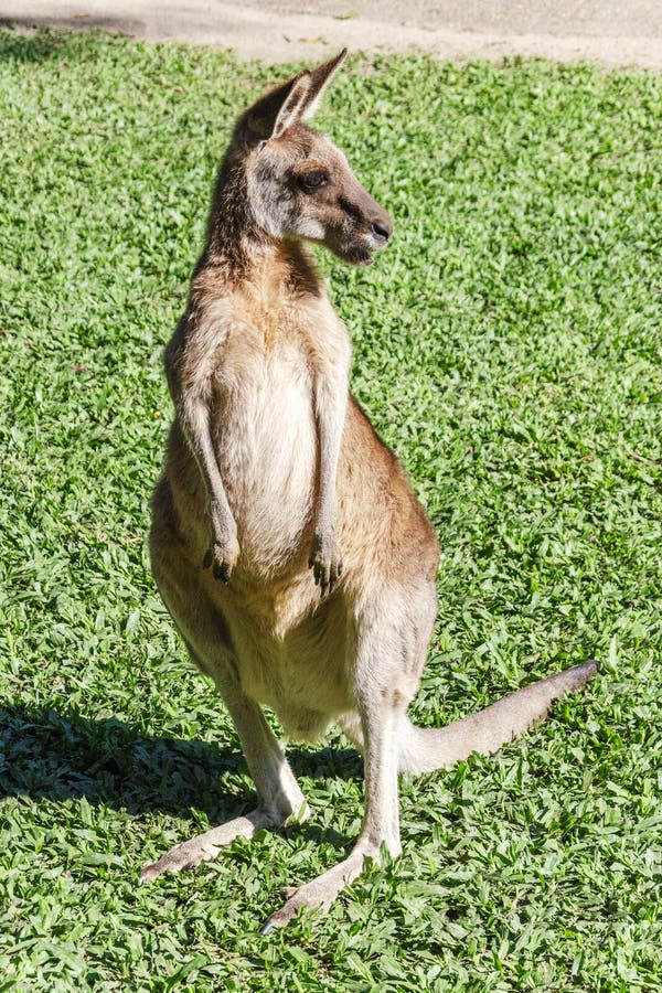 Tamed Friendly Wallaby Kangaroo on the Grass, Queensland, Australia ...