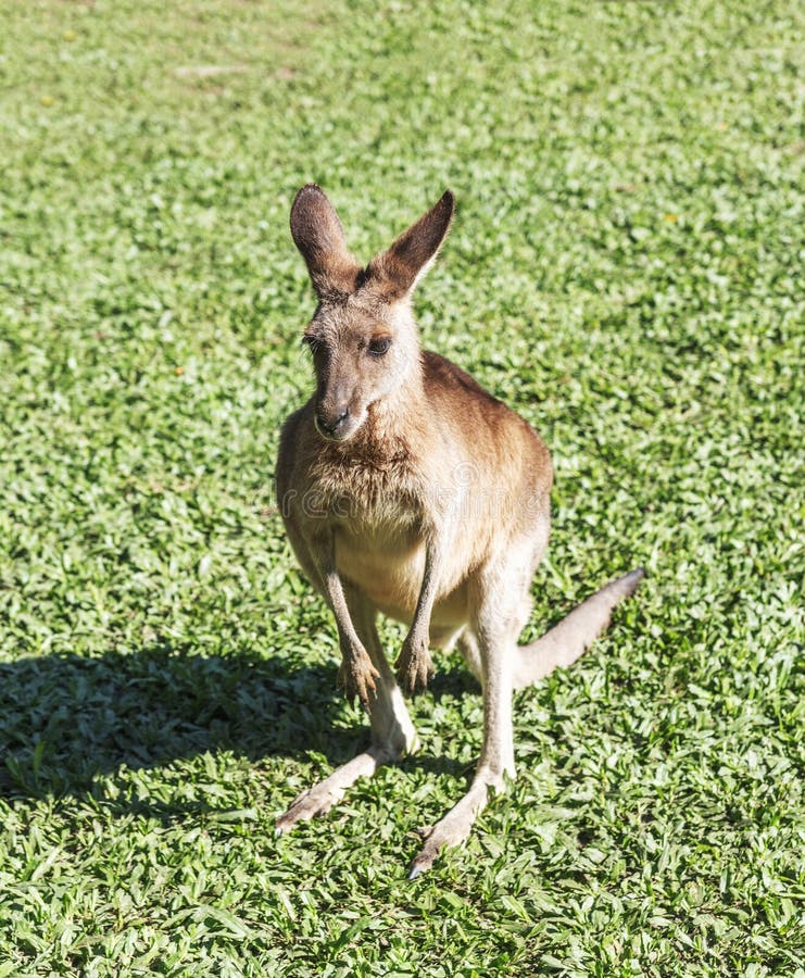 Tamed Friendly Wallaby Kangaroo on the Grass, Queensland, Australia ...