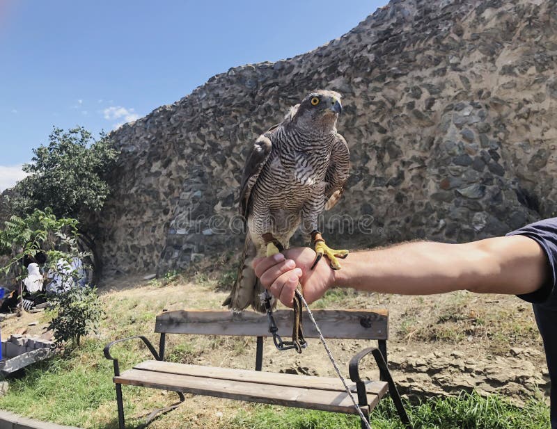 Tamed Hawk Sitting on the Master`s Hand. Summer Day in Old Tbilisi ...