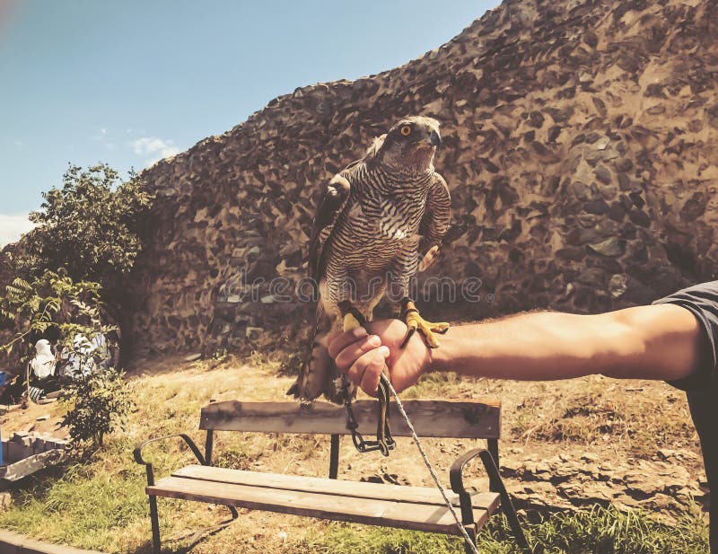 Tamed Hawk Sitting on the Master`s Hand. Summer Day in Old Tbilisi ...