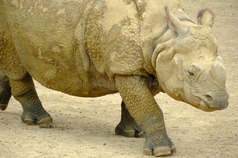 Rhino in a zoo stock photo. Image of head, mammal, wildlife - 279360556