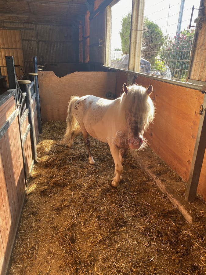 Tamed White Tiny Pony in a Pit Farm Stock Image - Image of tamed, pony ...
