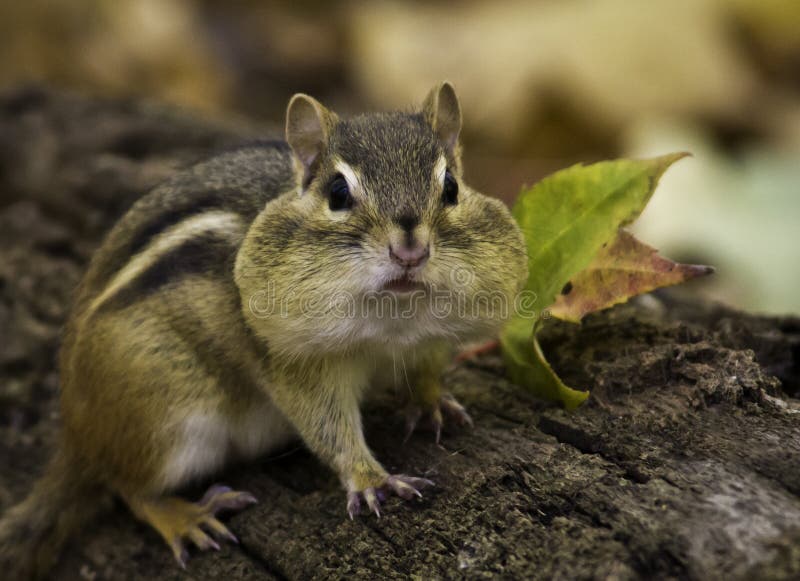 Tamia Rayé (Tamias Striatus) Photo stock - Image du poches, rongeur ...
