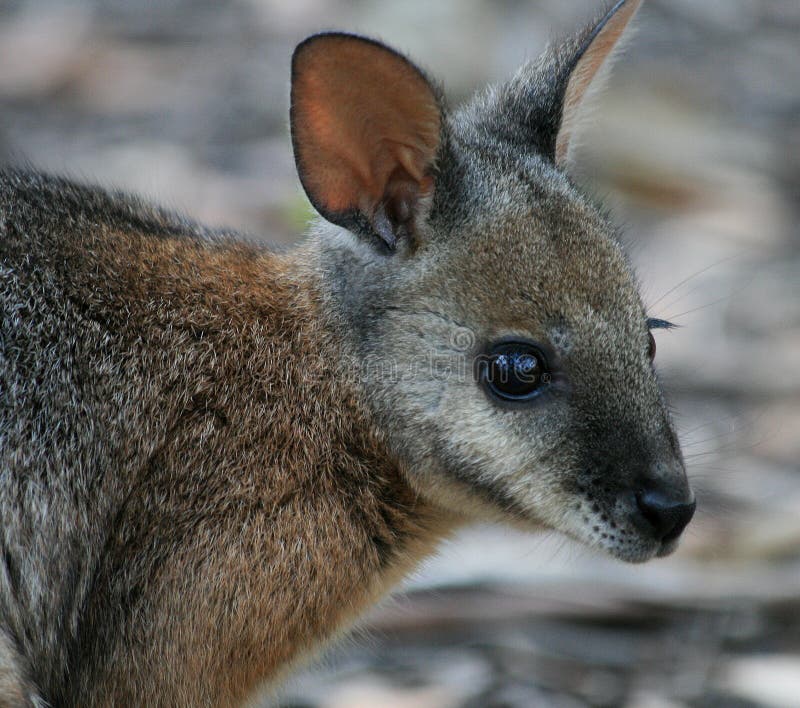 2,014 Vallaby Foton - Gratis och royaltyfria stockfoton från Dreamstime