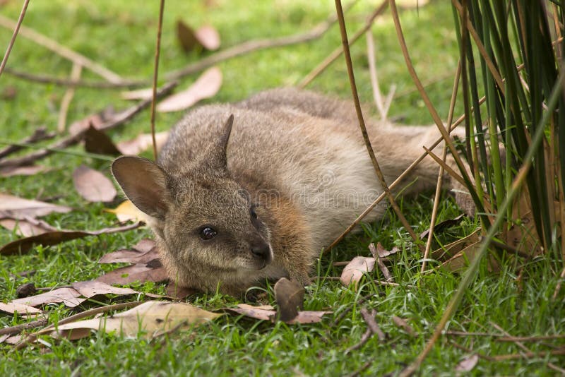 The Tammar Wallaby, Also Known As the Dama Wallaby or Darma Wallaby, is ...
