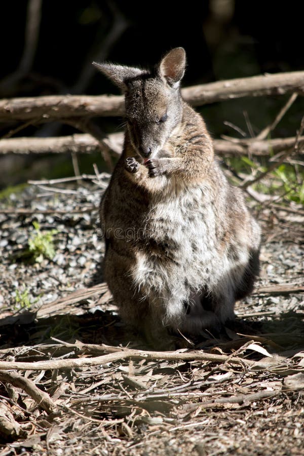 The Tammar Wallaby is Foraging for Food Stock Image - Image of brown ...