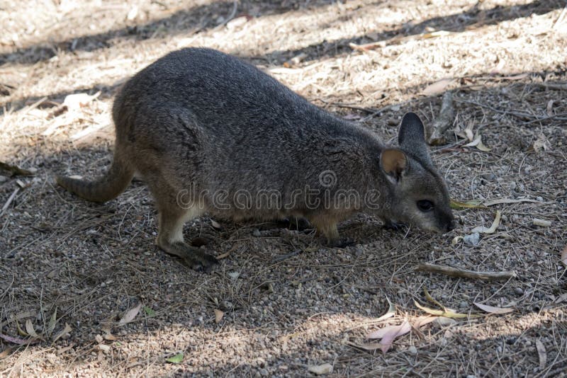 The Tammar Wallaby is Foraging for Food Stock Image - Image of brown ...