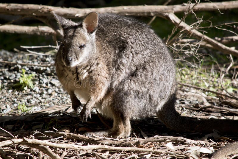 The Tammar Wallaby is Foraging for Food Stock Image - Image of brown ...