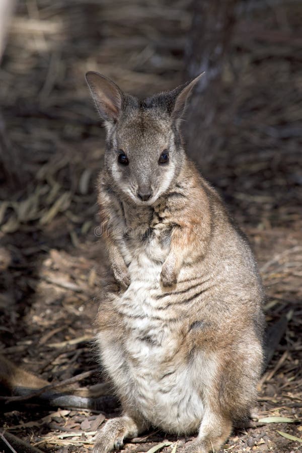 Standing tammar wallaby stock photo. Image of australian - 24400136