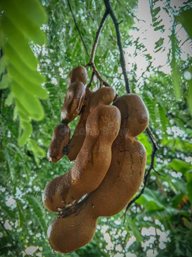 Tammarinefruit Op De Boom Met Kleine Bladeren Stock Foto - Image of ...