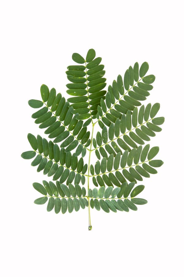 Tammarine Tree Stock Photos - Free & Royalty-Free Stock Photos from ...