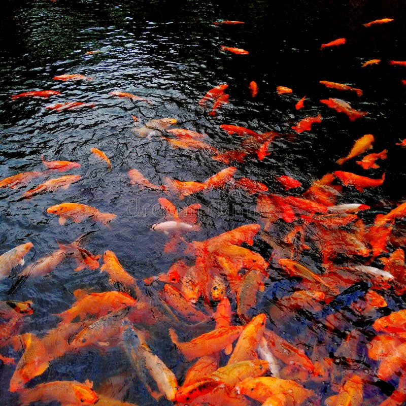 Tampaksiring stock photo. Image of tampaksiring, orangefish - 265827648