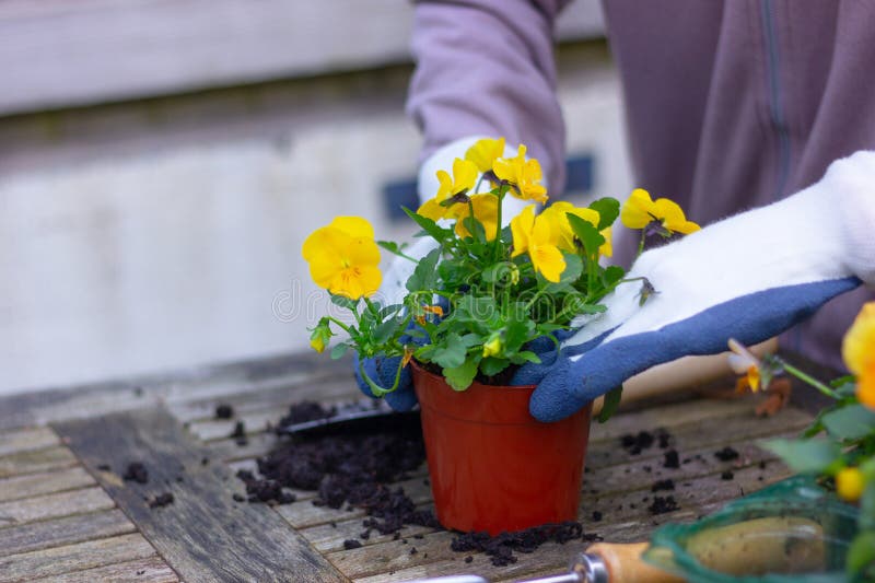 Tamping Additional Soil in Pot with a Viola Flower after Transplanting ...