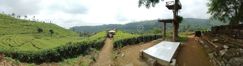 A Tample with a Strecht of Tea Plantations in the District of Blitar ...