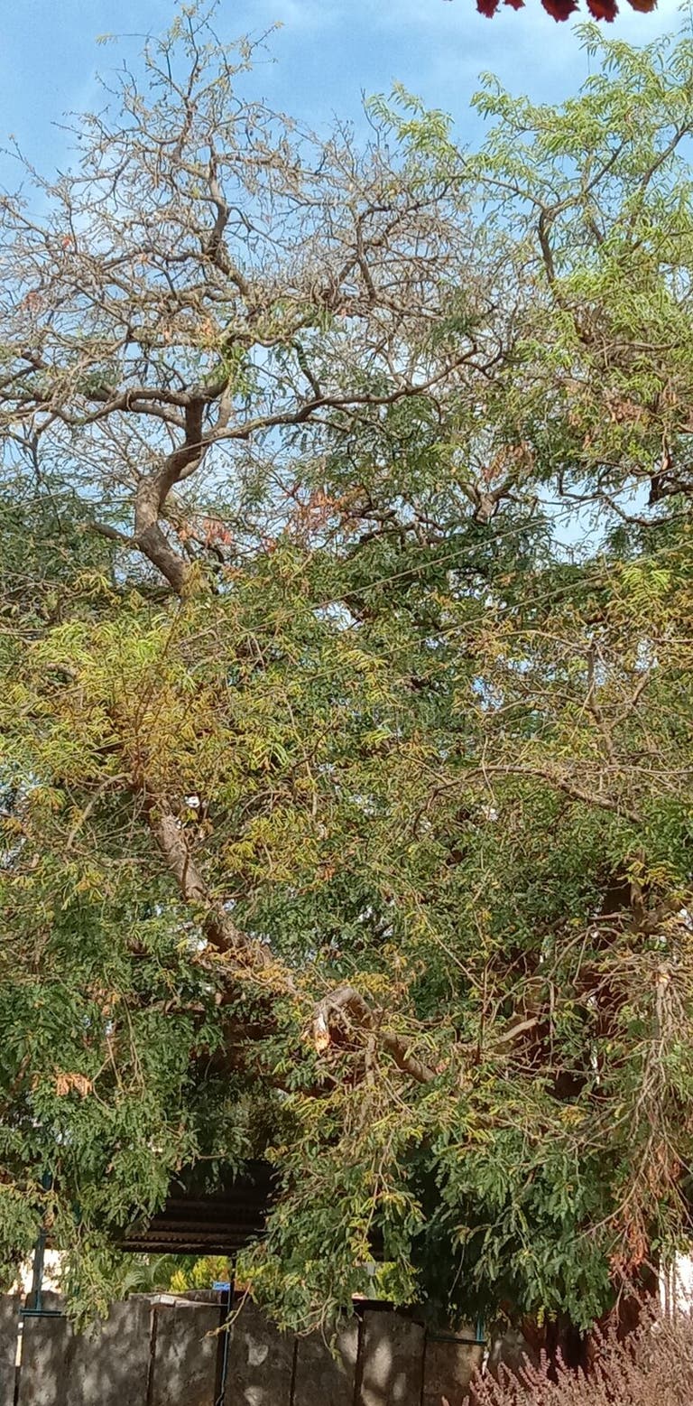 Tamrin Tree Sky Stock Photos - Free & Royalty-Free Stock Photos from ...