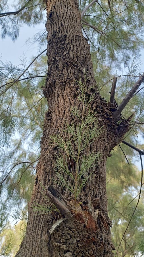 Tamrix tree tamarisk tree stock photo. Image of tree - 338705882