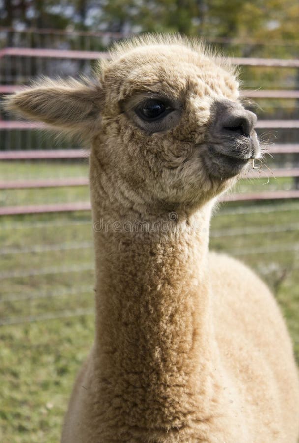 Tan Alpaca stock photo. Image of cute, animal, shear - 48317414