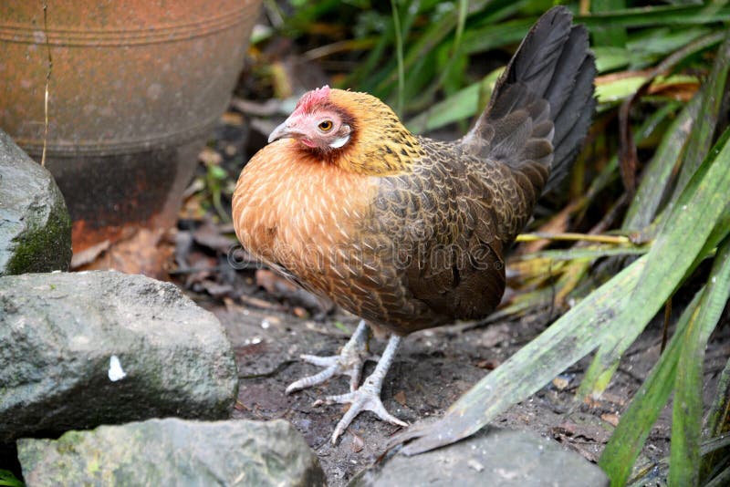 Tan and Black Bantam Chicken Stock Image - Image of autumn, wildlife ...