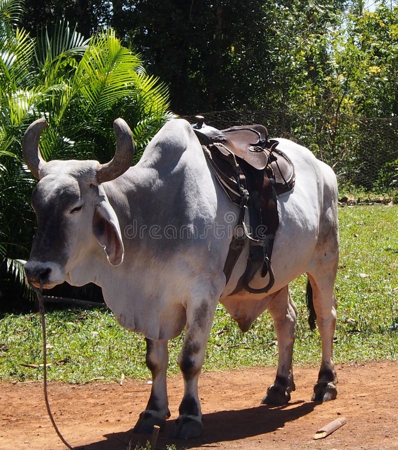 Tan and Black Bull with Saddle Stock Image - Image of farm, grass: 31440183