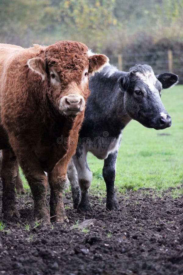 Tan Bull & Cow in a Muddy & Grassy Field Stock Image - Image of head ...