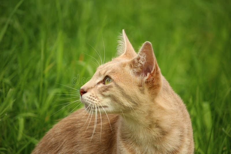 Tan Cat beside Green Grass during Daytime Stock Photo - Image of ...