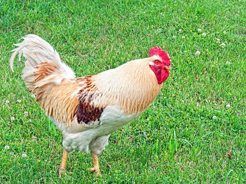 Tan Chicken fotografering för bildbyråer. Bild av tämjt - 43548797