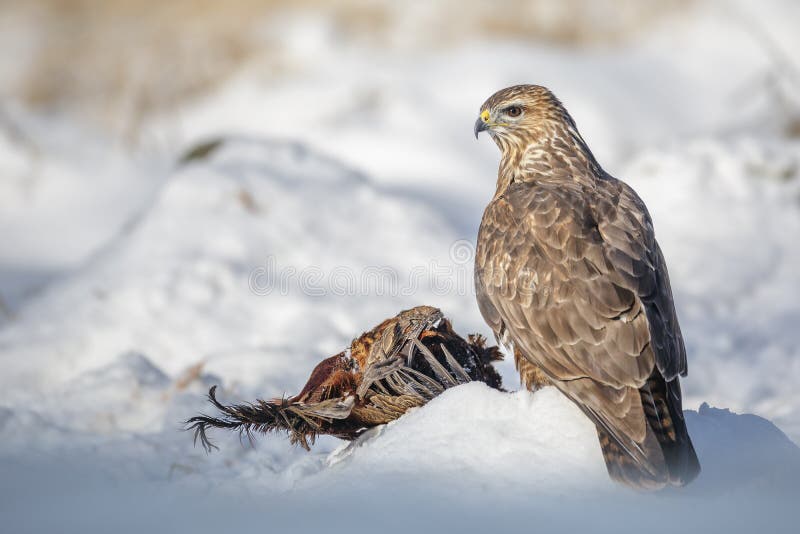 Tan Coloured Common Buzzard in Snow Stock Image - Image of natural ...