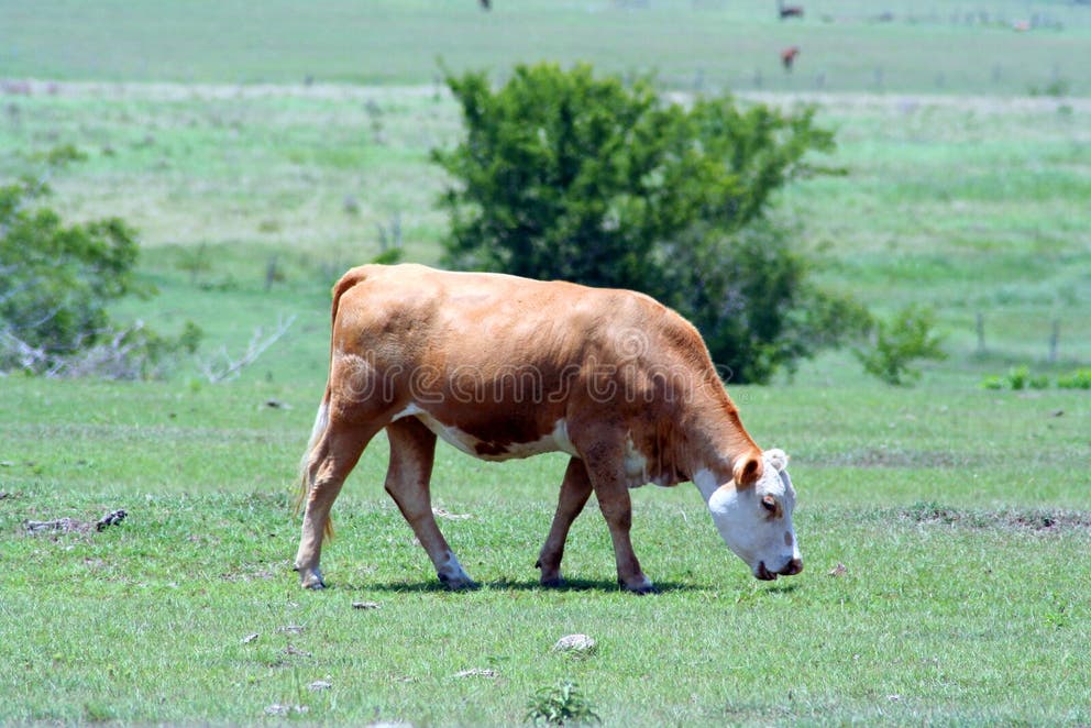 A Tan Cow Grazing stock image. Image of farmland, graze - 1411029