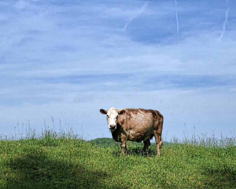 Tan Cow stock photo. Image of green, blue, flies, skies - 48536608