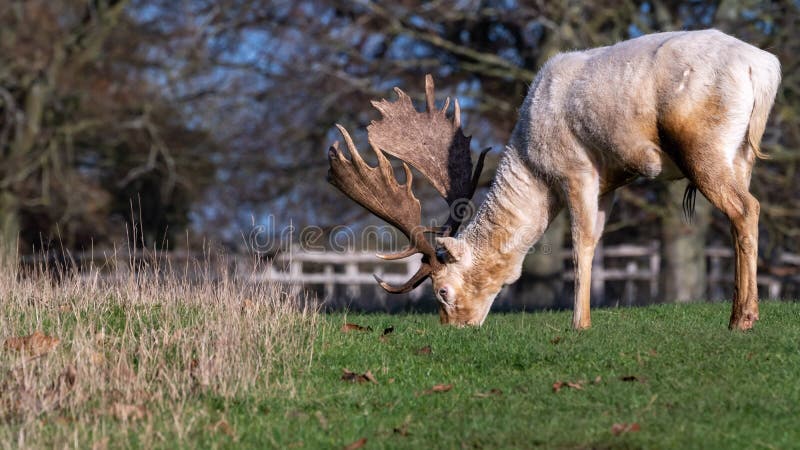 A Tan Deer with Antlers Grazing on Grass Stock Photo - Image of animal ...