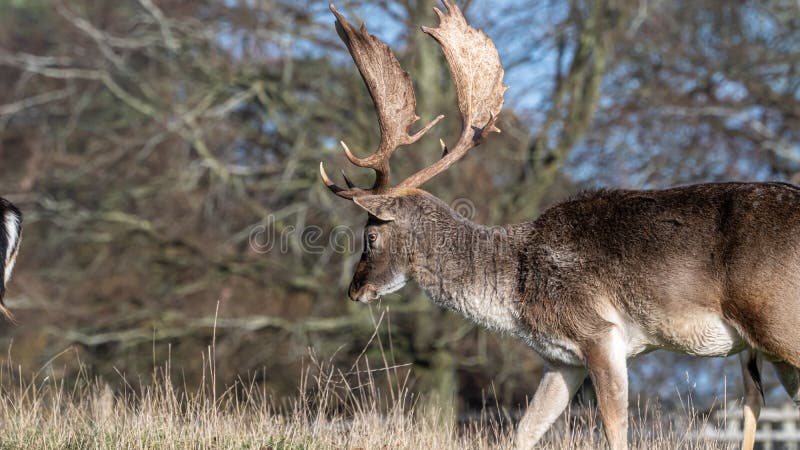 A Tan Deer with Antlers in Parkland Stock Photo - Image of forest ...